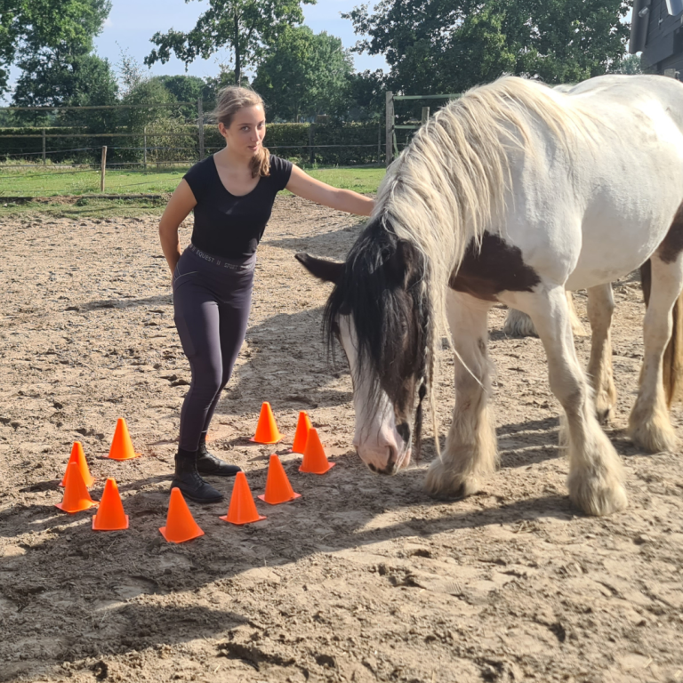 Paardencoaching – Stoeterij Ruijs